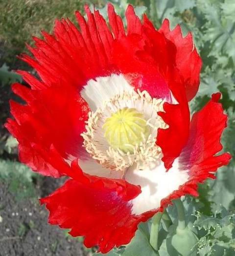 Poppies