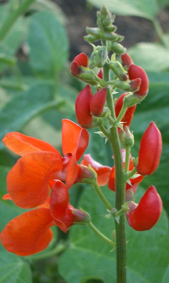 Scarlet Runner Bean